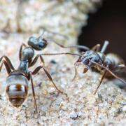 Bêtes de science : l’incroyable sens de l’orientation des fourmis du désert
