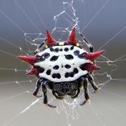 Définition | Saprophage : qu'est-ce que c'est ? | Futura planète