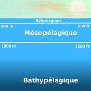 Définition | Zone euphotique : qu'est-ce que c'est ? | Futura planète