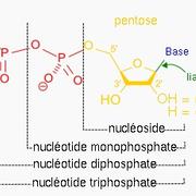 Définition | Apomorphie : qu'est-ce que c'est ? | Futura santé