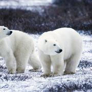 Définition | Bilatérien : qu'est-ce que c'est ? | Futura planète