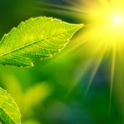 Définition | Chromoplaste : qu'est-ce que c'est ? | Futura planète