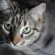 Quelles sont les différences entre une belette et une fouine