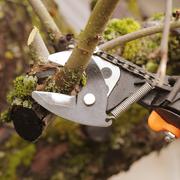 Faux-fruit sacré aux secrets bien cachés : ce que la figue raconte depuis l’Antiquité