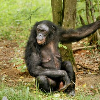 Singe | Futura Planète