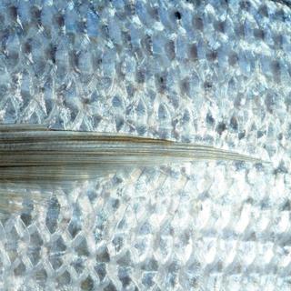 Les écailles des poissons