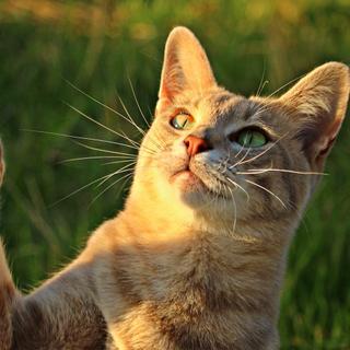 Quelle différence entre un homard et une langouste