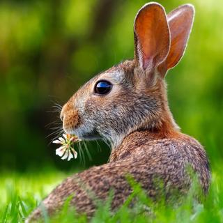 Comment s'appelle la femelle du lièvre