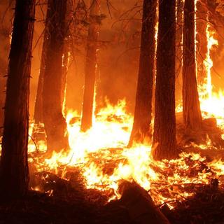 Définition | Caduc : qu'est-ce que c'est ? | Futura planète