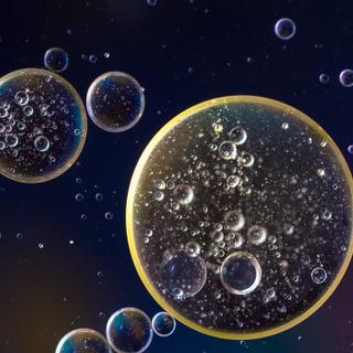 Définition | Placode : qu'est-ce que c'est ? | Futura santé