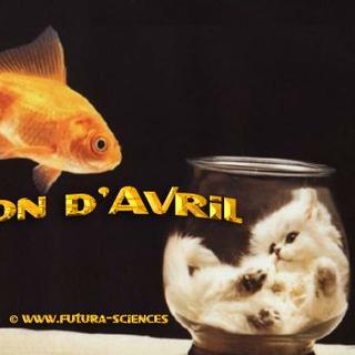 Tube digestif et système excréteur du poisson