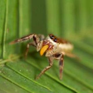 Surprenant : Sinopoda scurion, l'araignée sans yeux du Laos