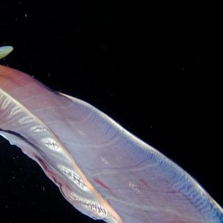 Définition | Rive de toit : qu'est-ce que c'est ? | Futura maison