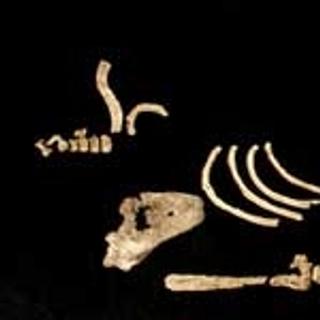 Définition | Australopithèque : qu'est-ce que c'est ? | Futura planète