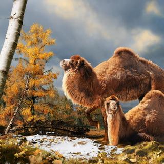 Le baluchithère : un géant fossile au Pakistan