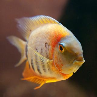 Anatomie des poissons : squelette, peau et muscles