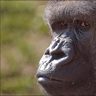 Définition | Bonobo : qu'est-ce que c'est ? | Futura planète