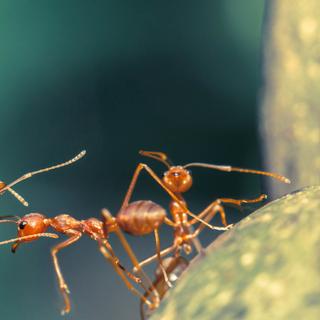 Les fourmis ont perdu leurs ailes pour gagner du muscle