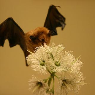 Hibernation et migration : le cycle de vie de la chauve-souris