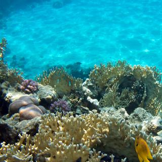 Corail | Futura Planète