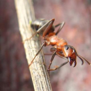 Les fourmis ont perdu leurs ailes pour gagner du muscle