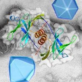 Hibernation et migration : le cycle de vie de la chauve-souris