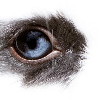 Combien de temps dure la gestation d’un lapin et comment se déroule-t ...