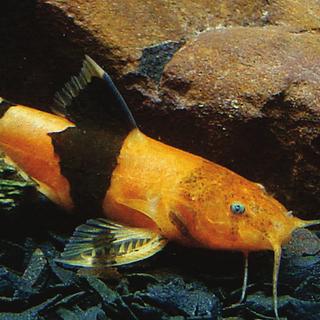 Cette nouvelle espèce de poisson semble tout droit sortie d'un dessin ...
