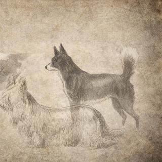 Révélation sur le chien : il partageait déjà la vie des humains il y a ...