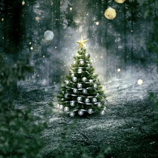 Sapin, épicéa, pin : quelles différences