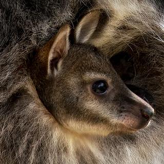 Quelle est la différence entre rainette et grenouille