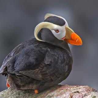 Définition | Faune : qu'est-ce que c'est ? | Futura planète