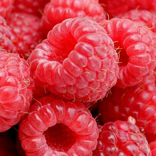 Faux-fruit sacré aux secrets bien cachés : ce que la figue raconte depuis l’Antiquité