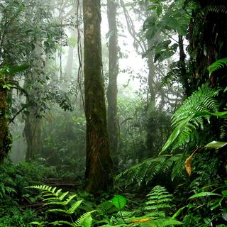 Découvrez les 5 plus grandes forêts du monde