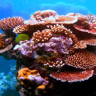 Définition | WWF : qu'est-ce que c'est ? | Futura planète