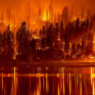 Quelle est la différence entre rainette et grenouille