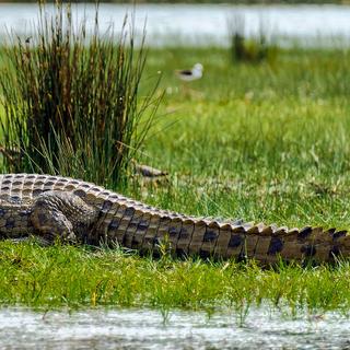 Découverte spectaculaire dans l’Hérault d'un fossile de crocodile marin ...