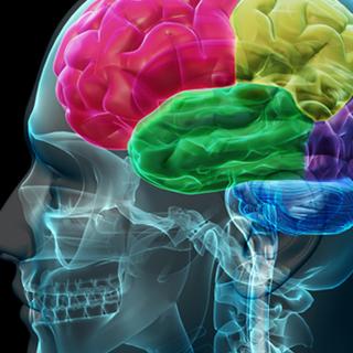 Vous allez être surpris : cinq phases rythment notre cerveau et l’âge ...