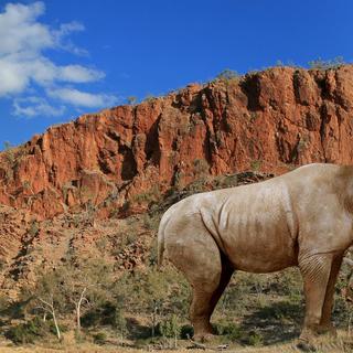 Voici les causes de la disparition des rhinocéros laineux il y a 10 000 ans
