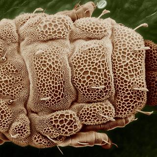Définition | Acarien : qu'est-ce que c'est ? | Futura planète