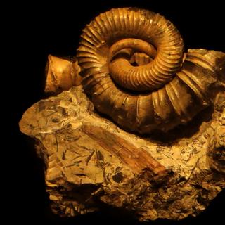Découverte spectaculaire dans l’Hérault d'un fossile de crocodile marin ...