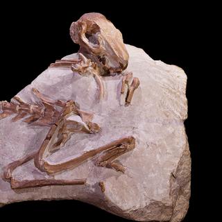 L'extinction massive du Dévonien due à un manque d'oxygène