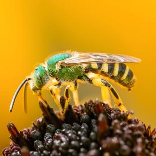 Définition | WWF : qu'est-ce que c'est ? | Futura planète