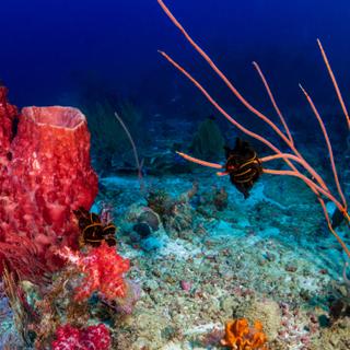 Quelle différence entre un homard et une langouste