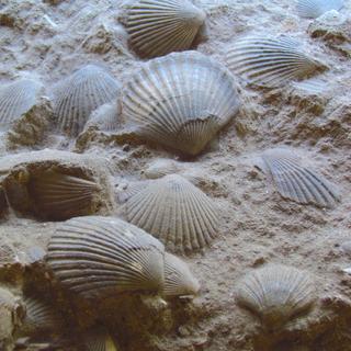 Découverte spectaculaire dans l’Hérault d'un fossile de crocodile marin ...