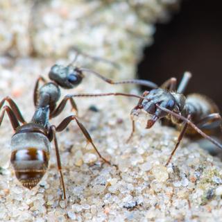 Fourmis | Futura Planète