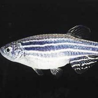 Poisson | Futura Planète