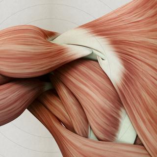 Les Photos Corps humain | Futura