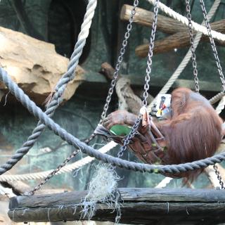 La photo de la semaine : l’instant où cet orang-outan ose enfin ...