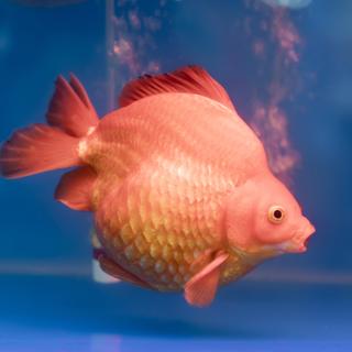 La mémoire des poissons rouges